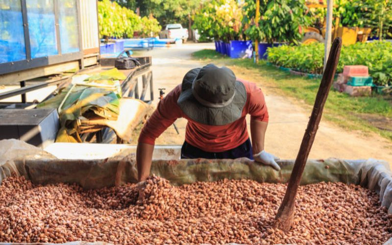 Cacao Seeds: The Key to Chocolate Delight – ChocoVivo