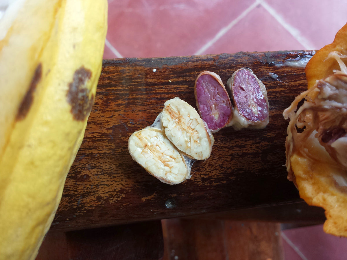 Nature's Milk Chocolate: The Criollo Bean – ChocoVivo